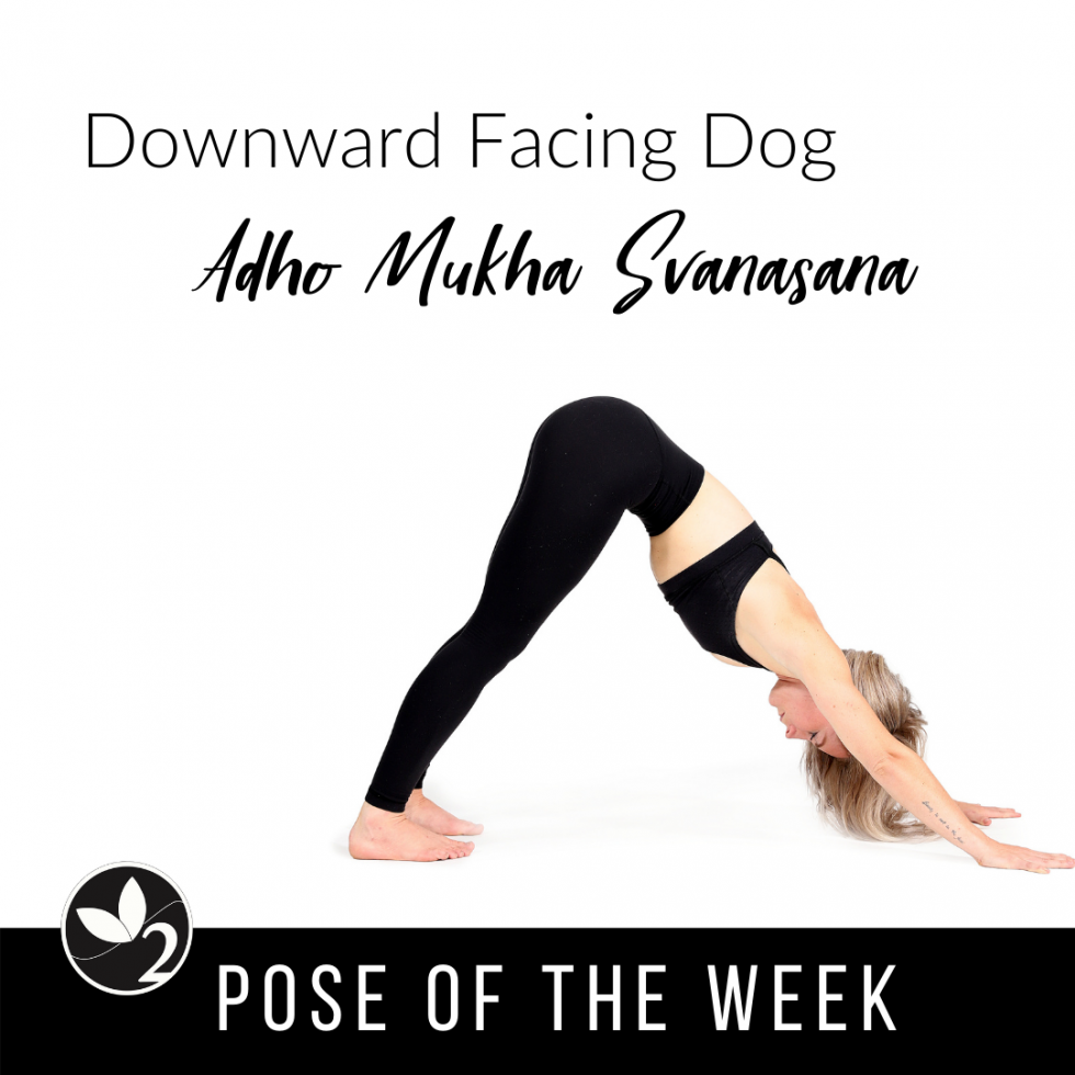 Pose of the Week Guide: Downward Facing Dog/ Adho Mukha Svanasana ...
